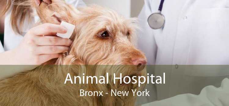 Animal Hospital Bronx - Small, Affordable, And Emergency Animal Hospital